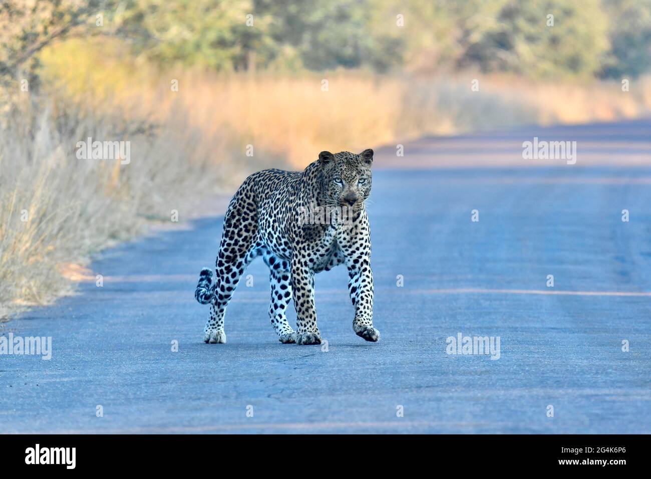 Leopard marking territory hi-res stock photography and images - Alamy