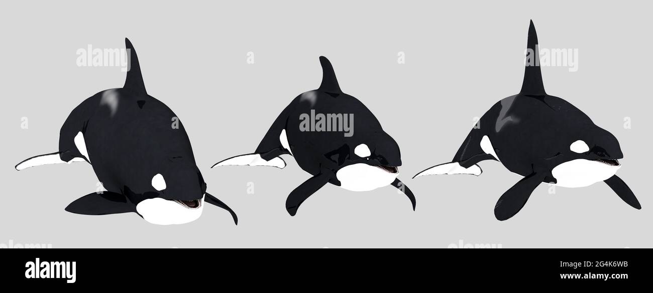Three killer whales Stock Photo - Alamy Three killer whales Stock Photo - Alamy