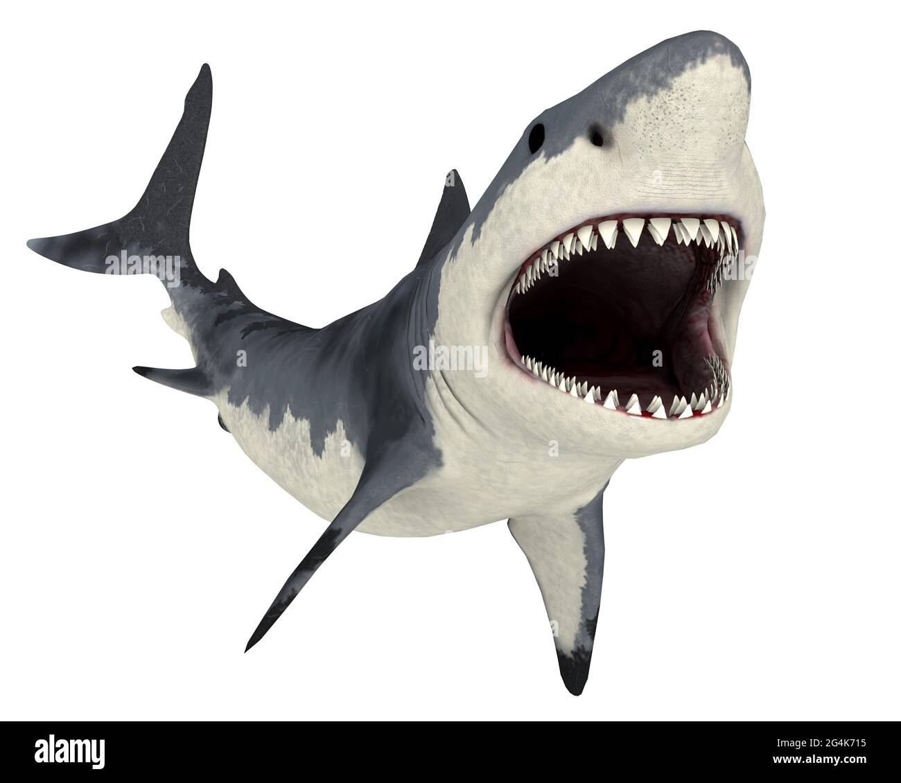 Great white shark isolated on white background Stock Photo - Alamy