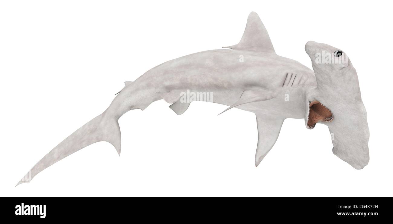 Hammerhead shark isolated on white background Stock Photo - Alamy