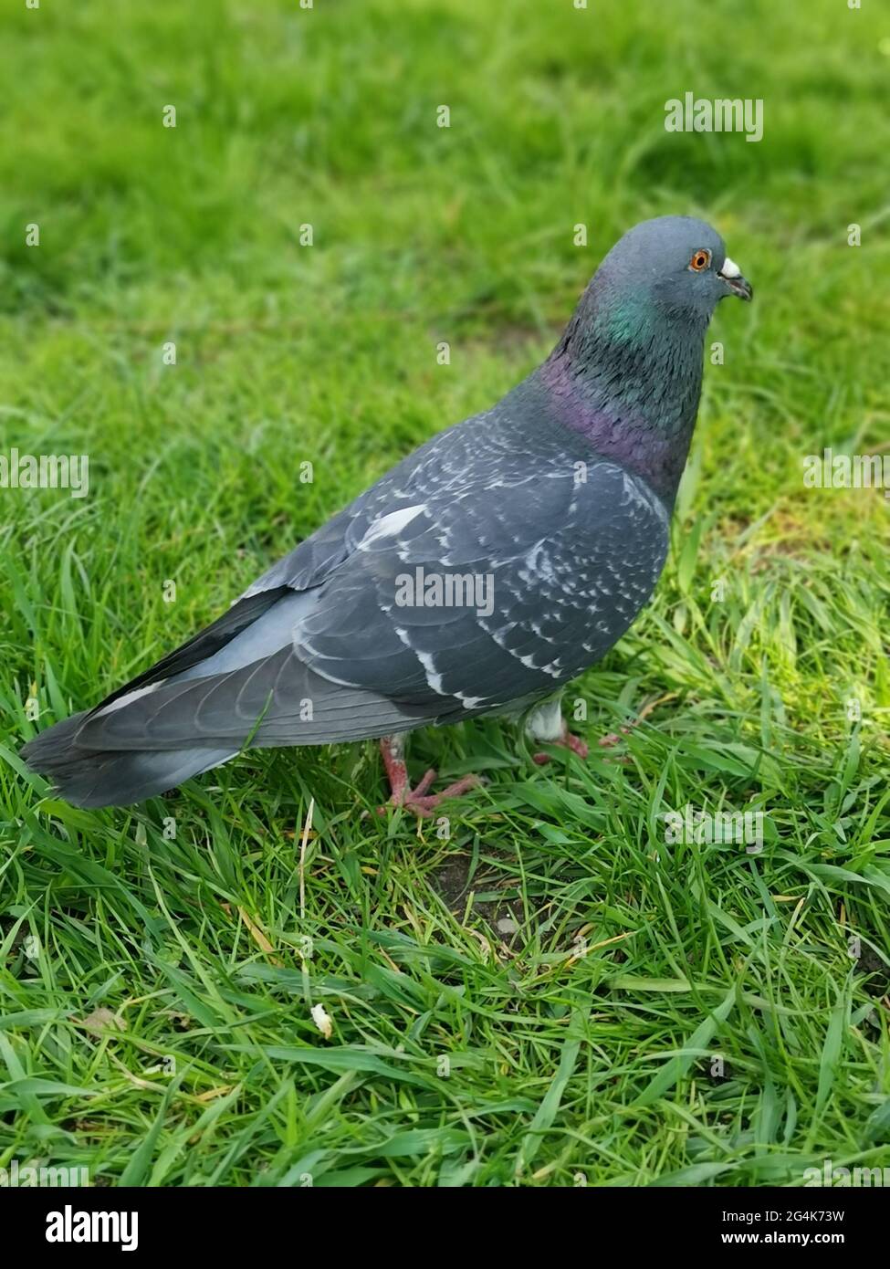 Dove colours hi-res stock photography and images - Alamy