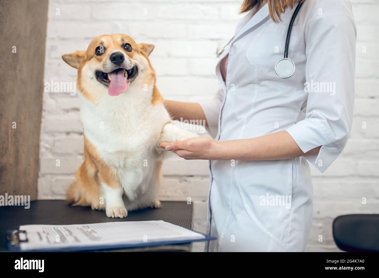 Veterenary doctor examining a dog in a clinic Stock Photo - Alamy