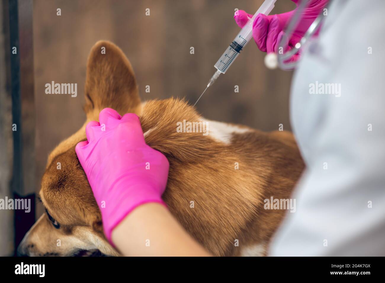 Female vet doctor making an injection to a dog Stock Photo - Alamy