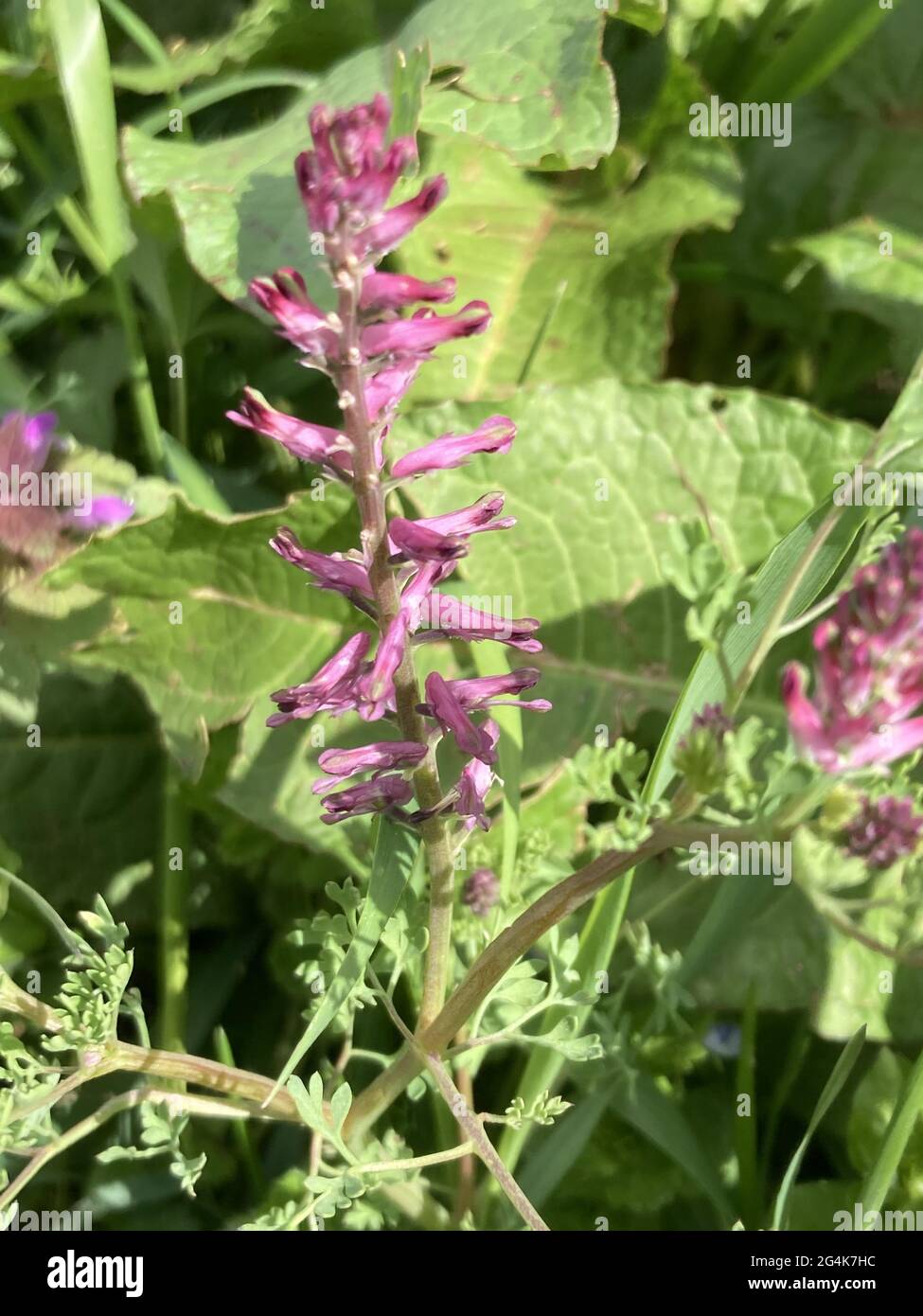 Verticalshot of common fumitory flowers in the field Stock Photo - Alamy
