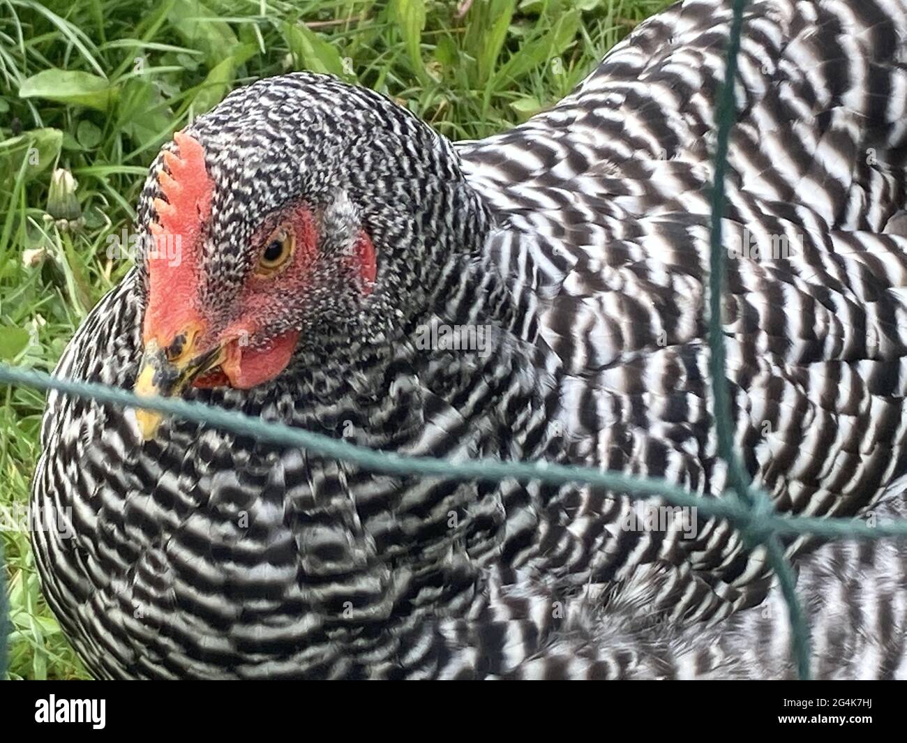 Black chicken behind fence hi-res stock photography and images - Alamy