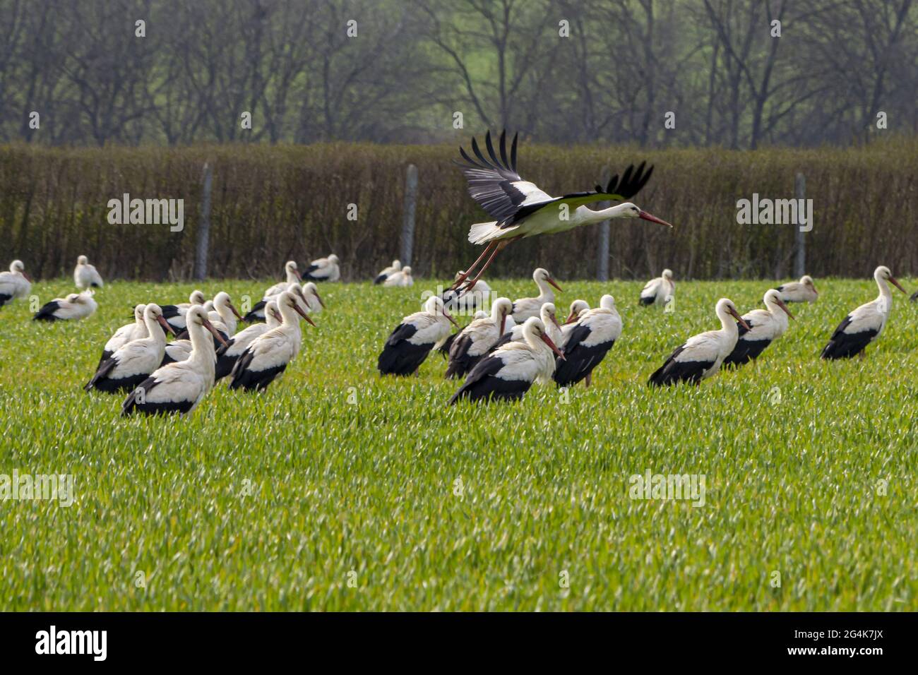 Group of Storks on the green grass Stock Photo - Alamy