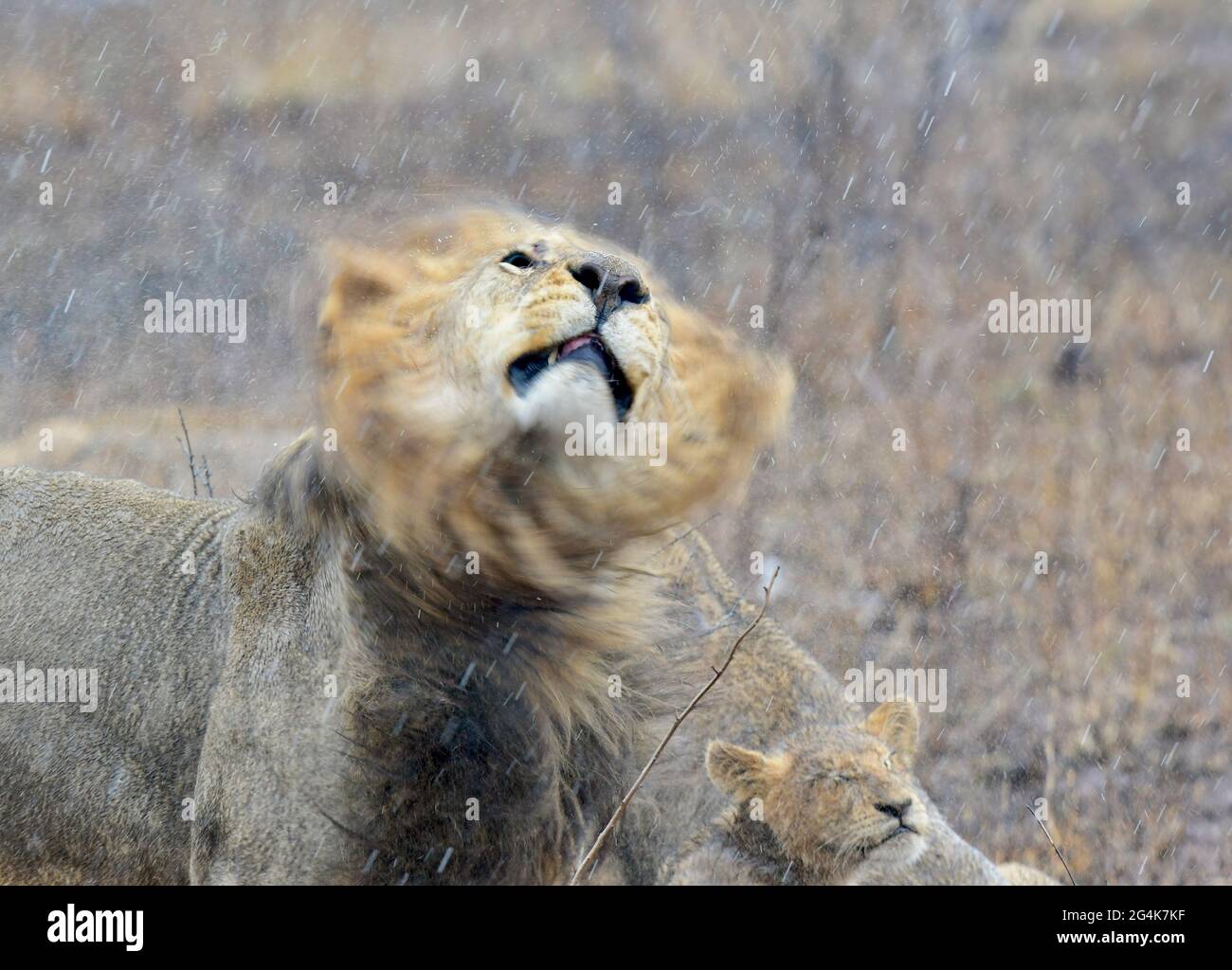 Killer shake hi-res stock photography and images - Alamy