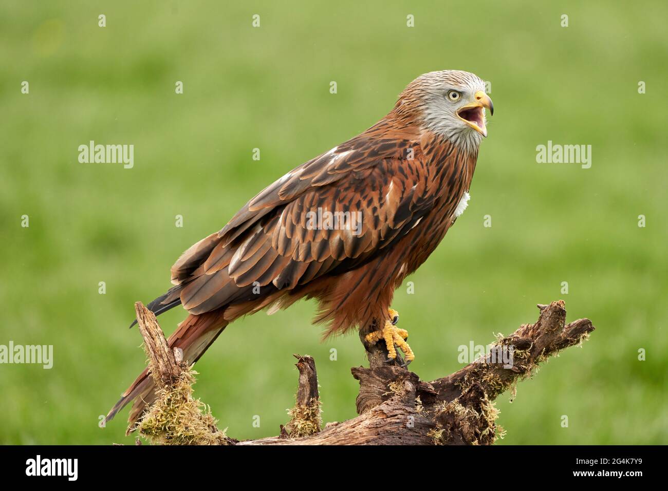 Red Kite Bird