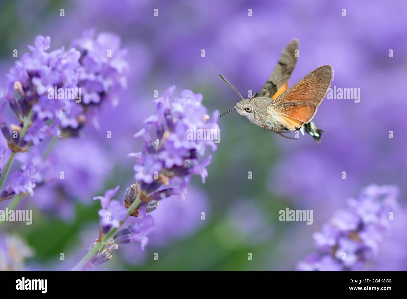 The hummingbird hawk-moth (Macroglossum stellatarum) is a species of ...