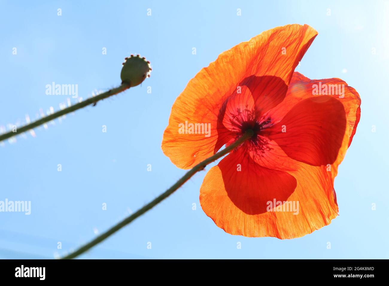almost translucent bright red poppy flower with clear blue sky as a ...