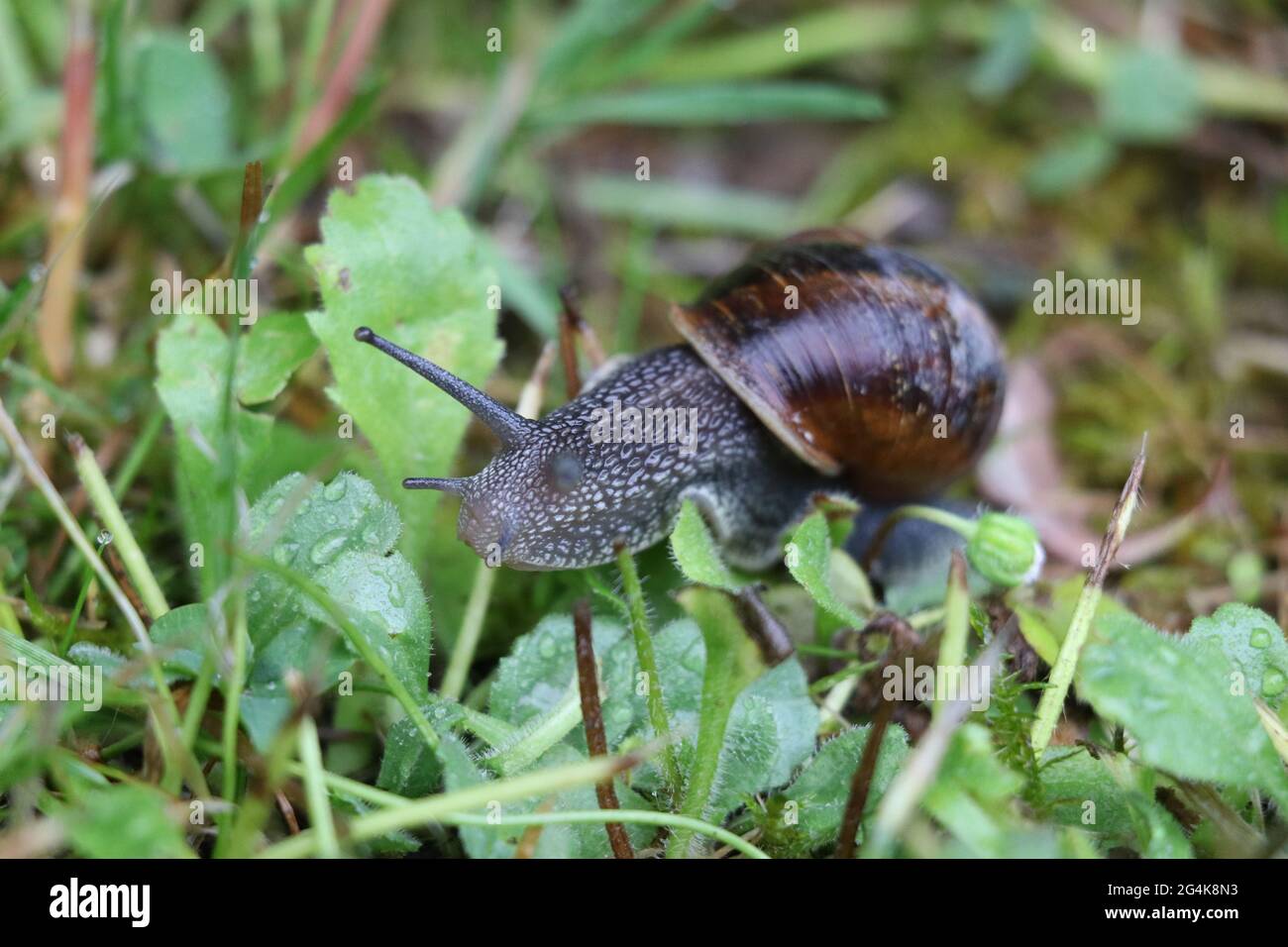common garden snail navigating through wet lawn after a rain storm ...