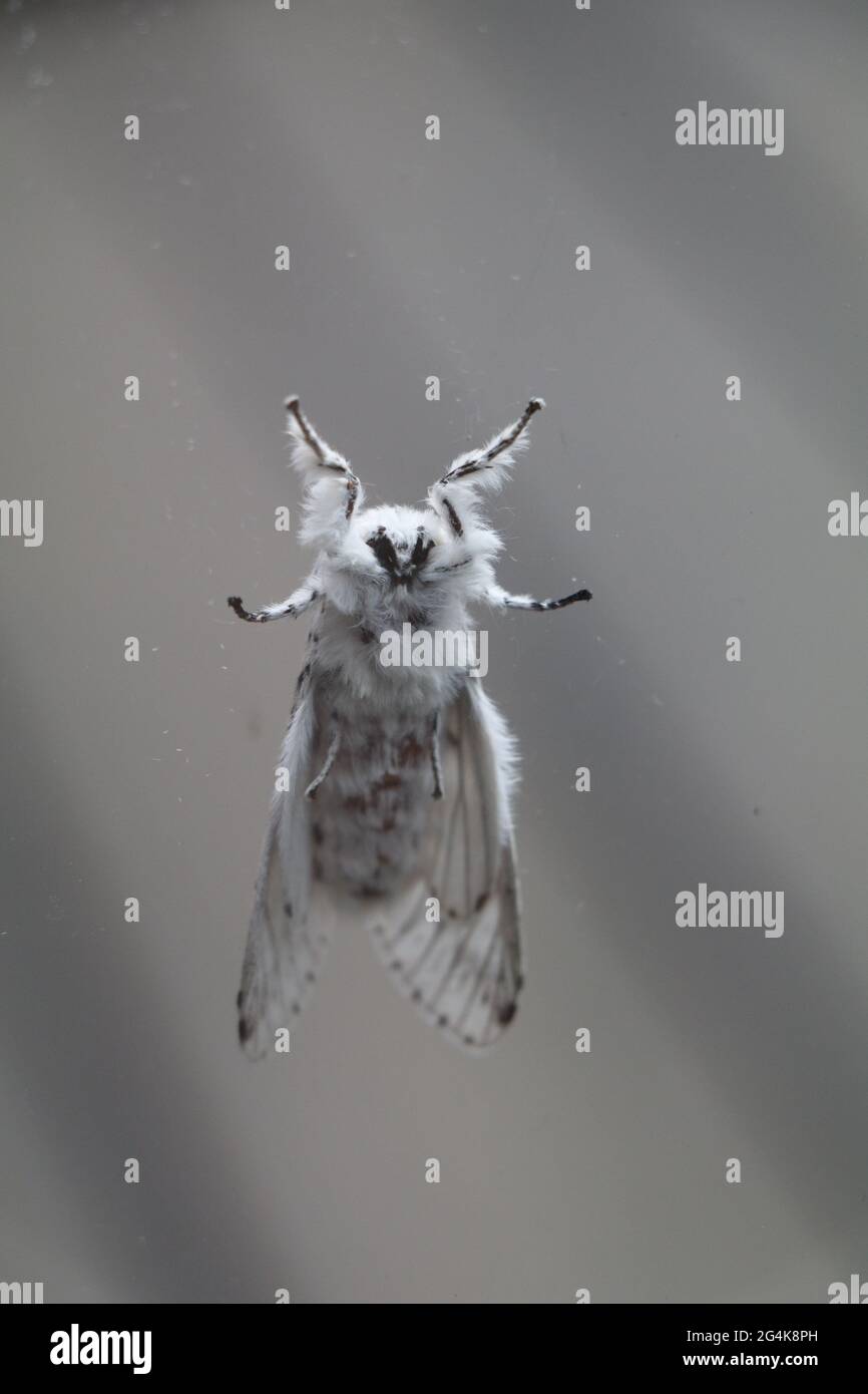 lesser puss moth on a window, photographed from the other side, taken ...