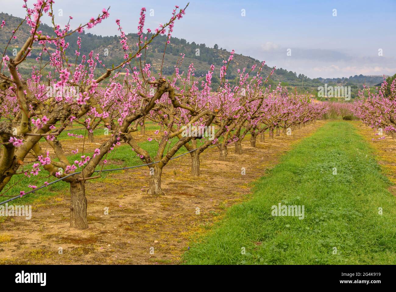Arboles frutales en flores hi-res stock photography and images - Alamy