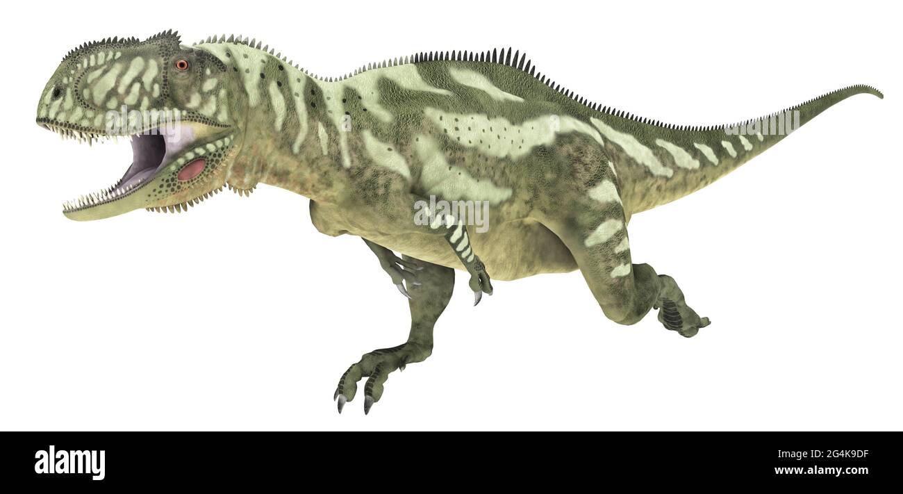 Dinosaur Yangchuanosaurus isolated on white background Stock Photo - Alamy