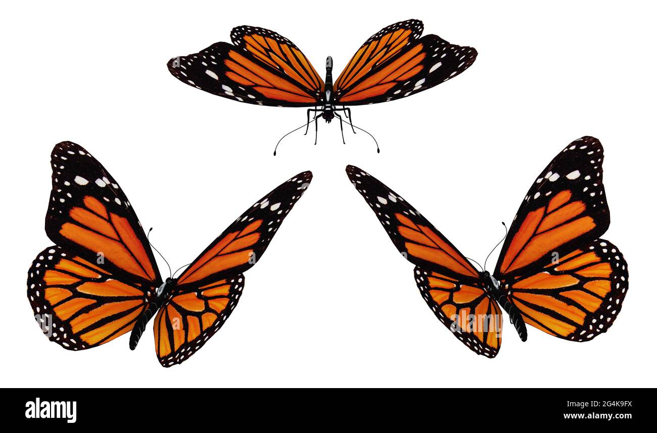 Three butterflies isolated on white background Stock Photo - Alamy