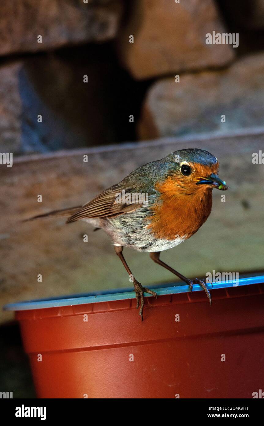 Robin on pot hi-res stock photography and images - Alamy