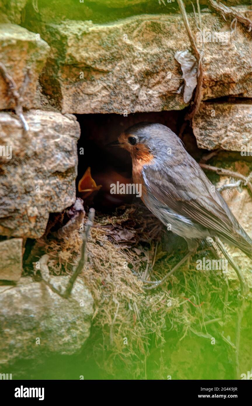 European robin feeding chicks in nest Stock Photo - Alamy