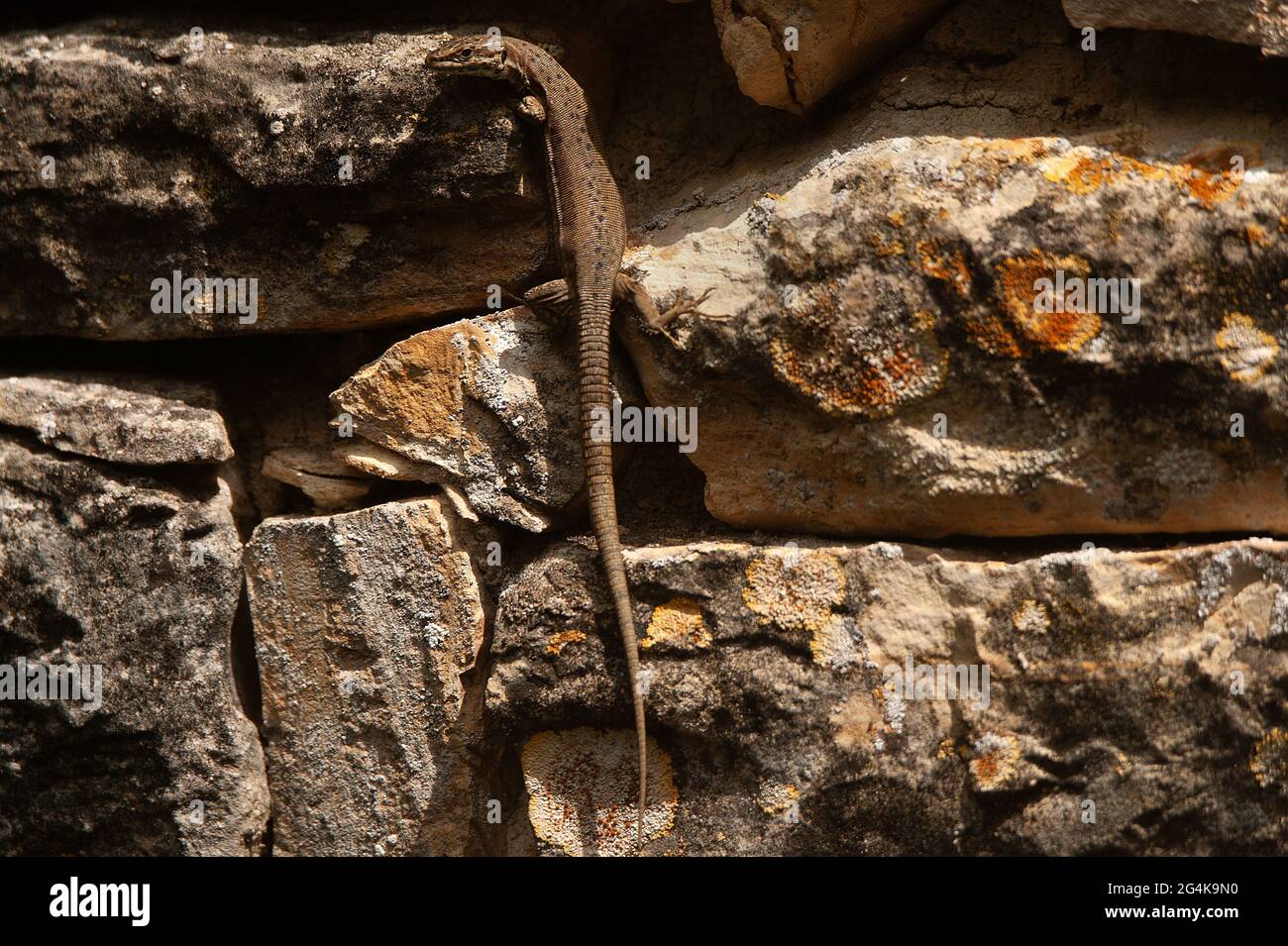 Common Wall Lizard / Lézard des murailles / Podarcis muralis Stock ...