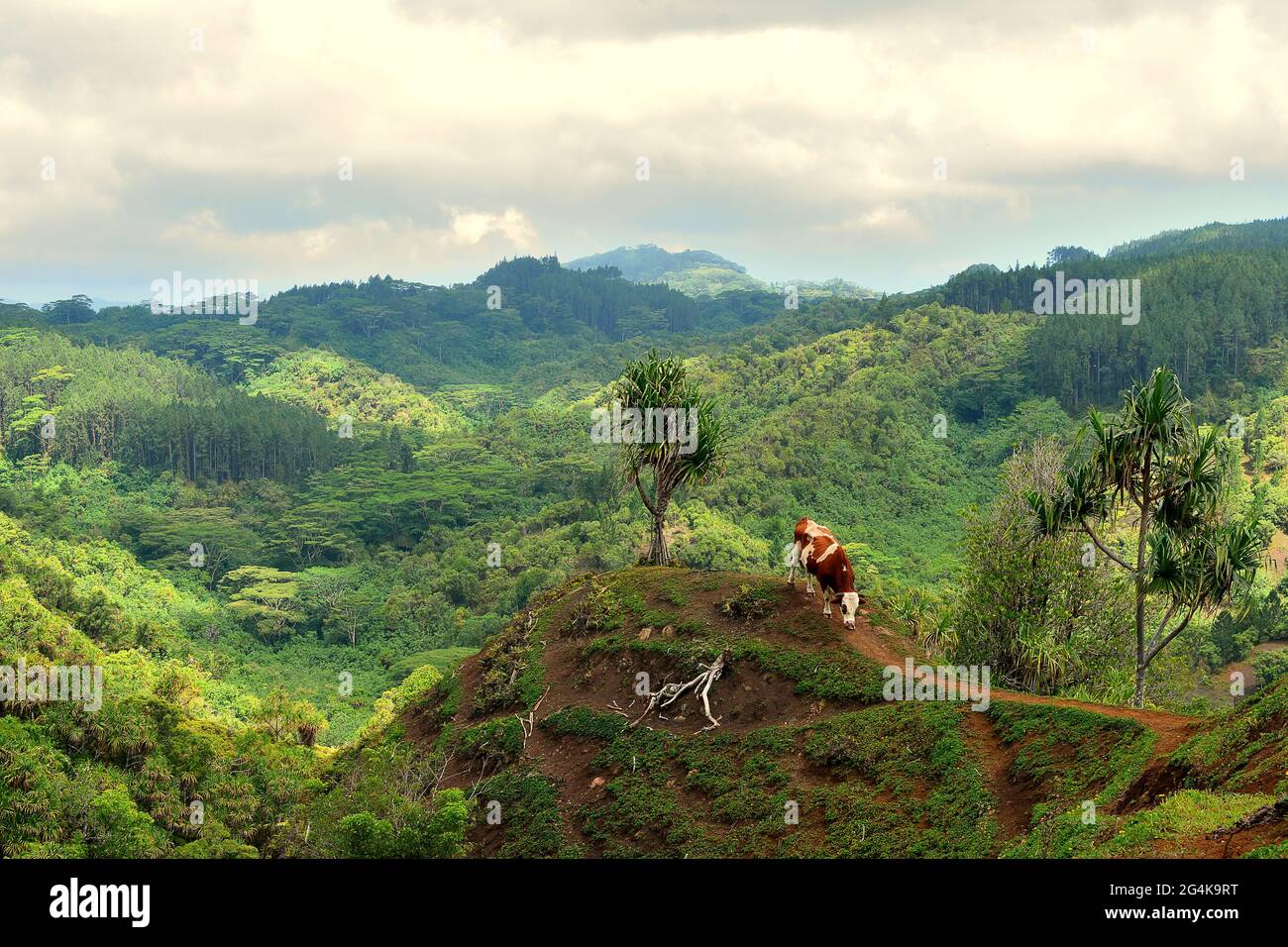 Marquesas Islands, French Polynesia: overview of the green mountains ...