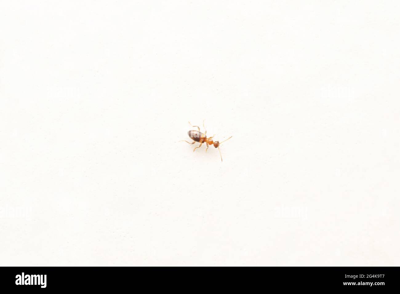 Antlike flower beetle, Anthicus cervinus, Satara, Maharashtra, India ...