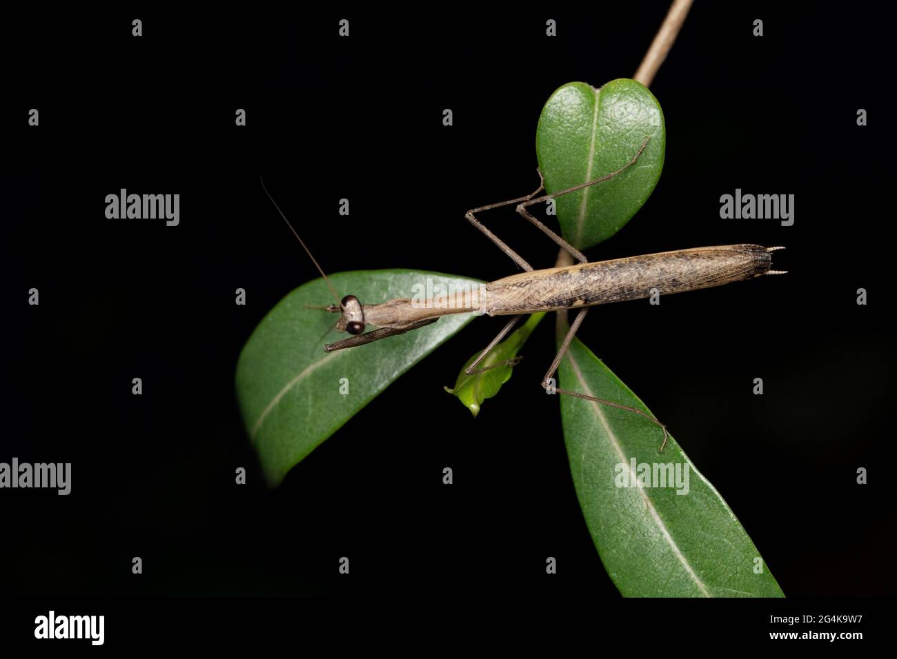 Brown mantis, Statilia maculata, Satara, Maharashtra, India Stock Photo ...