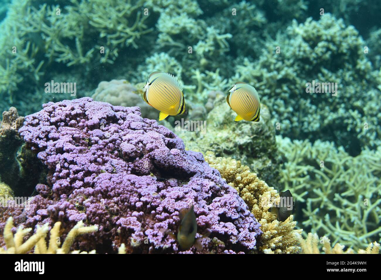 Tahiti, French Polynesia, Moorea: oval butterflyfish, Chaetodon ...
