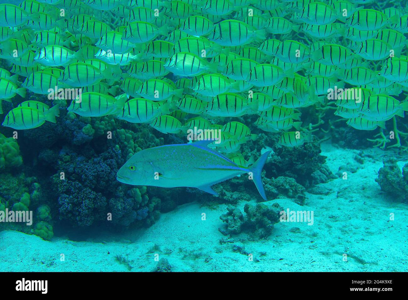 Tahiti, French Polynesia, Moorea: shoal of fish, convict surgeonfish ...