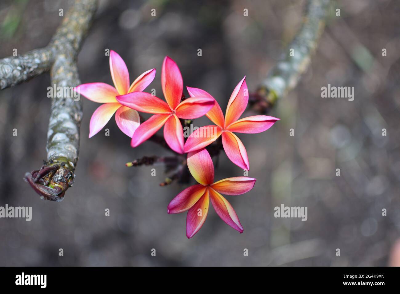 French polynesia tahiti moorea hi-res stock photography and images - Alamy