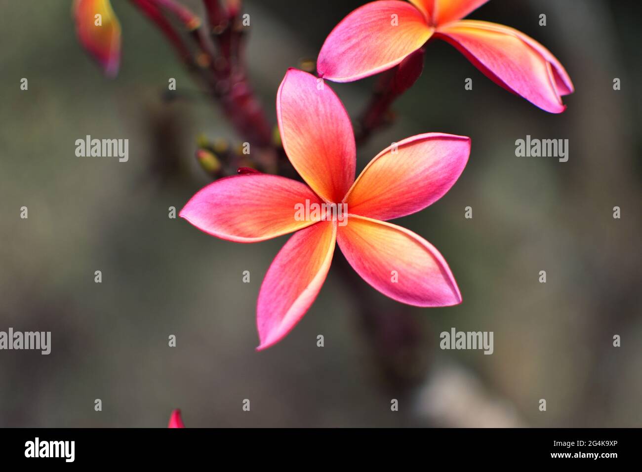 French polynesia tahiti moorea hi-res stock photography and images - Alamy