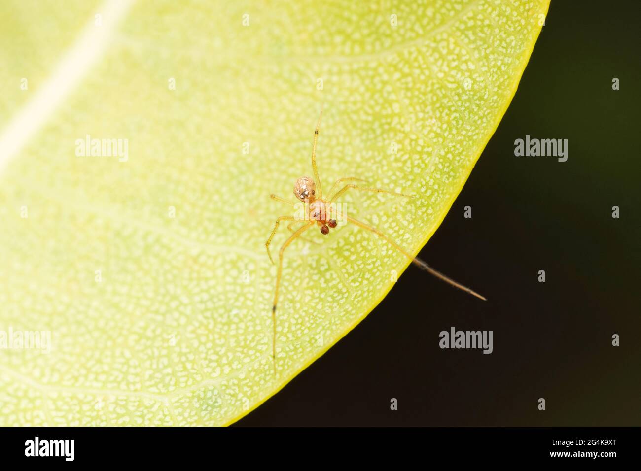 Comb footed spider, Chrysso albomaculata, Satara, Maharashtra, India ...