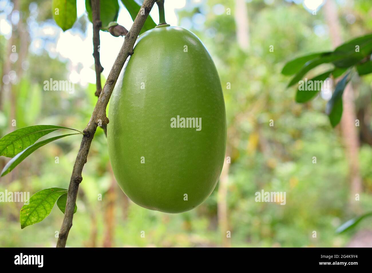 Calabash flower hi-res stock photography and images - Alamy