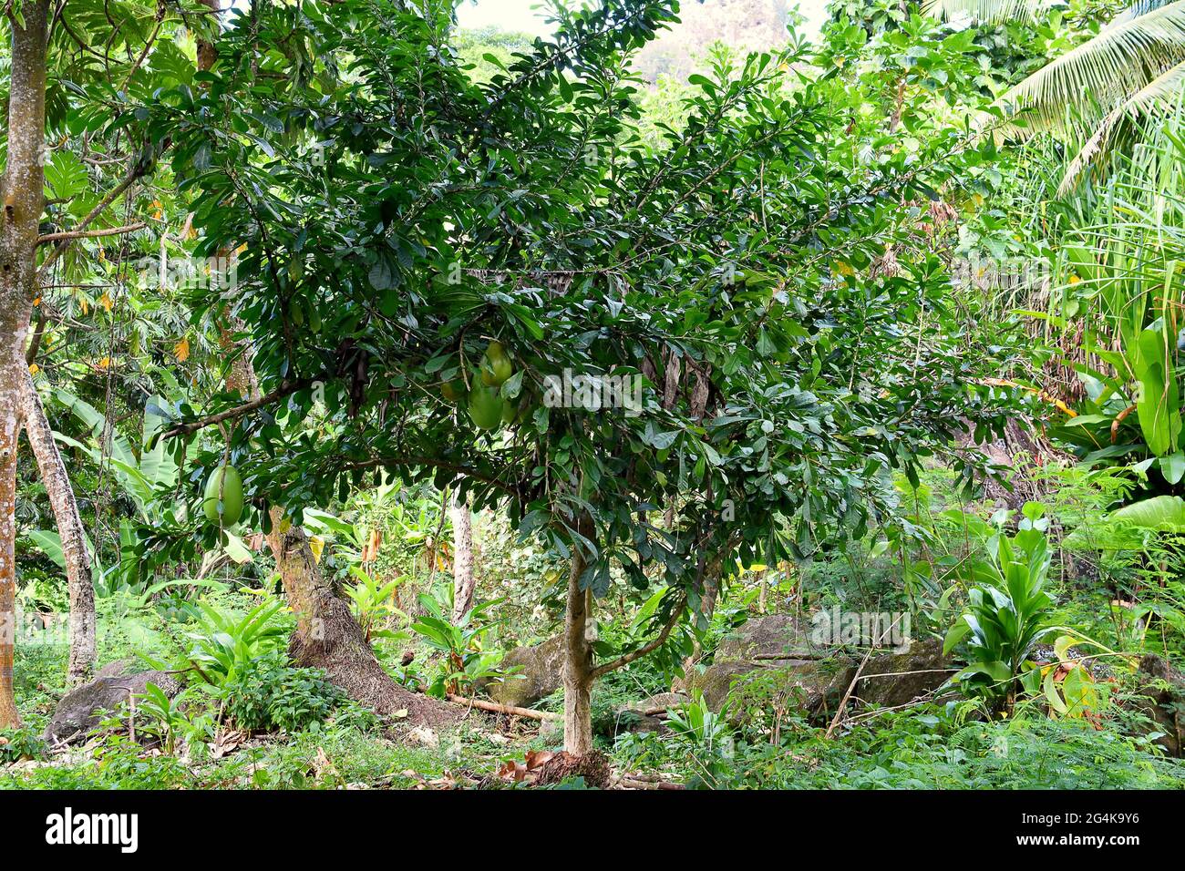 Marquesas Islands, French Polynesia: calabash tree (crescentia cujete ...