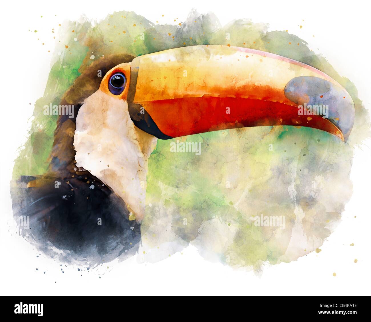Wild toucan bird animal hi-res stock photography and images - Alamy
