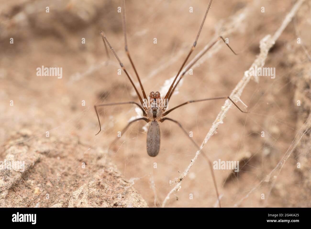 Female daddy long legs spider pholcus hi-res stock photography and ...