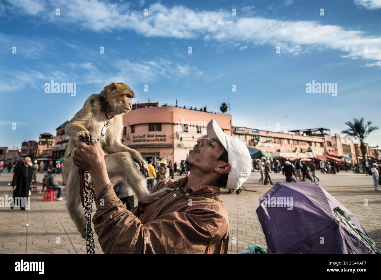 Monkey. Djemaa el Fna Square , Marrakech, Morocco, North Africa, Africa ...