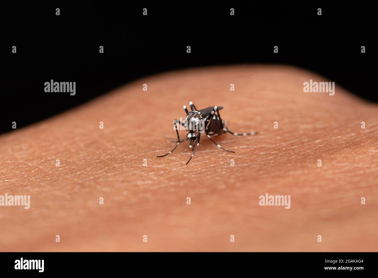 Aedes aegypti mosquitoes hi-res stock photography and images - Alamy
