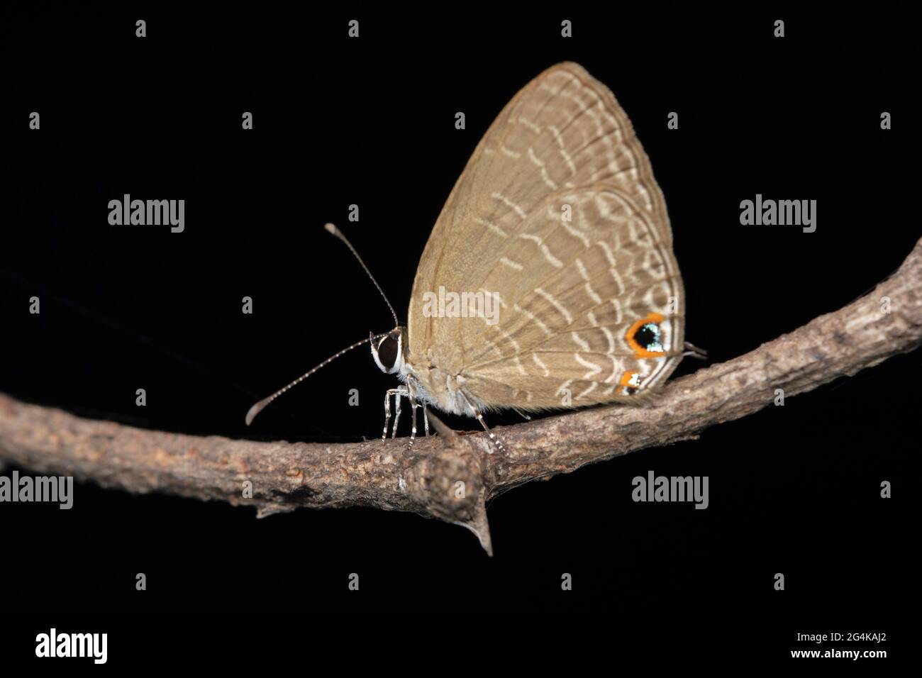 Luthrodes pandava hi-res stock photography and images - Alamy
