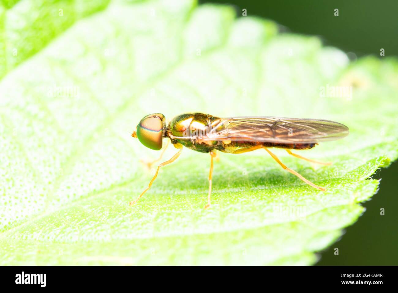 Black soldier fly leaf hi-res stock photography and images - Alamy