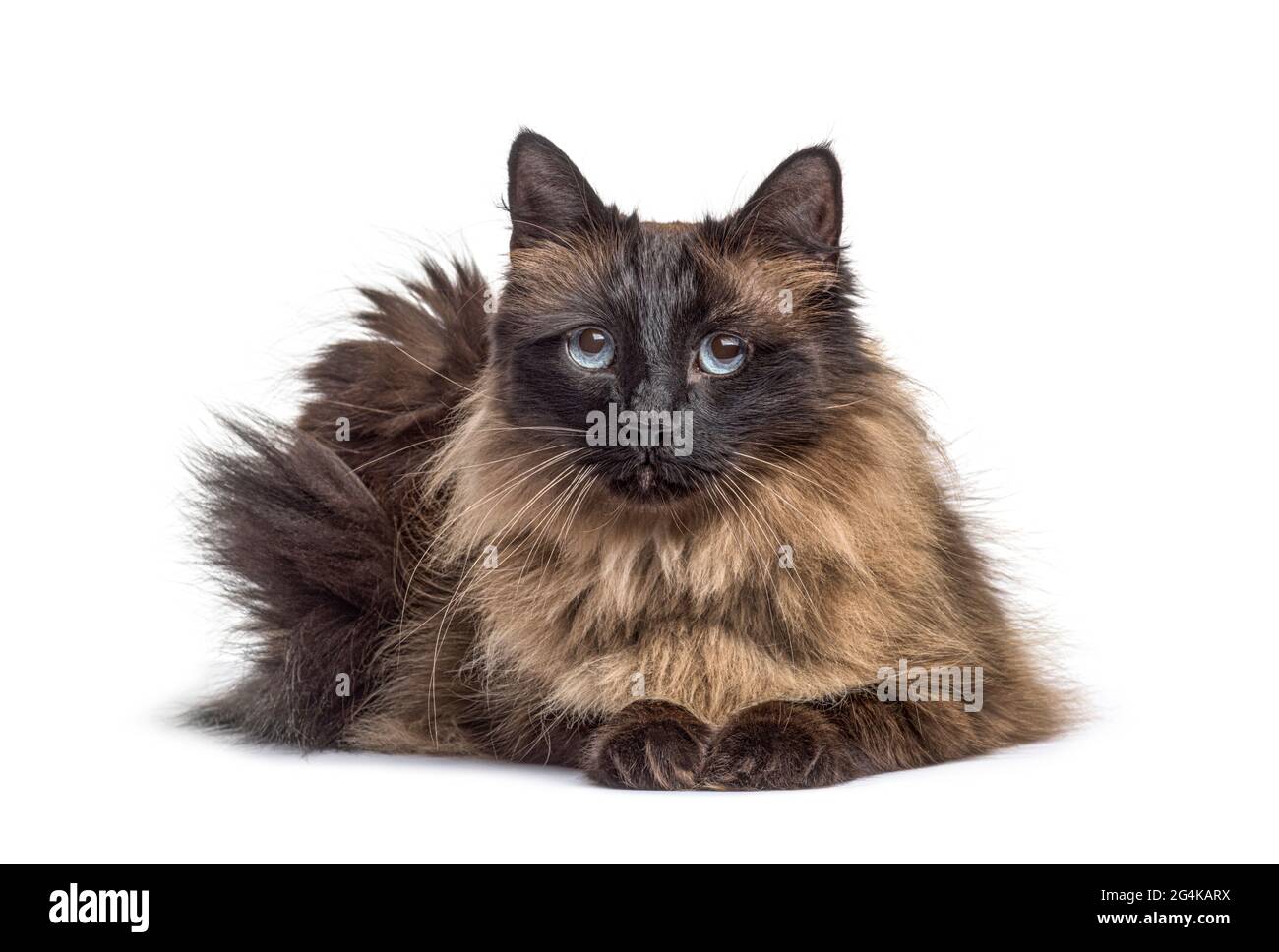 Crossbreed cat hi-res stock photography and images - Alamy