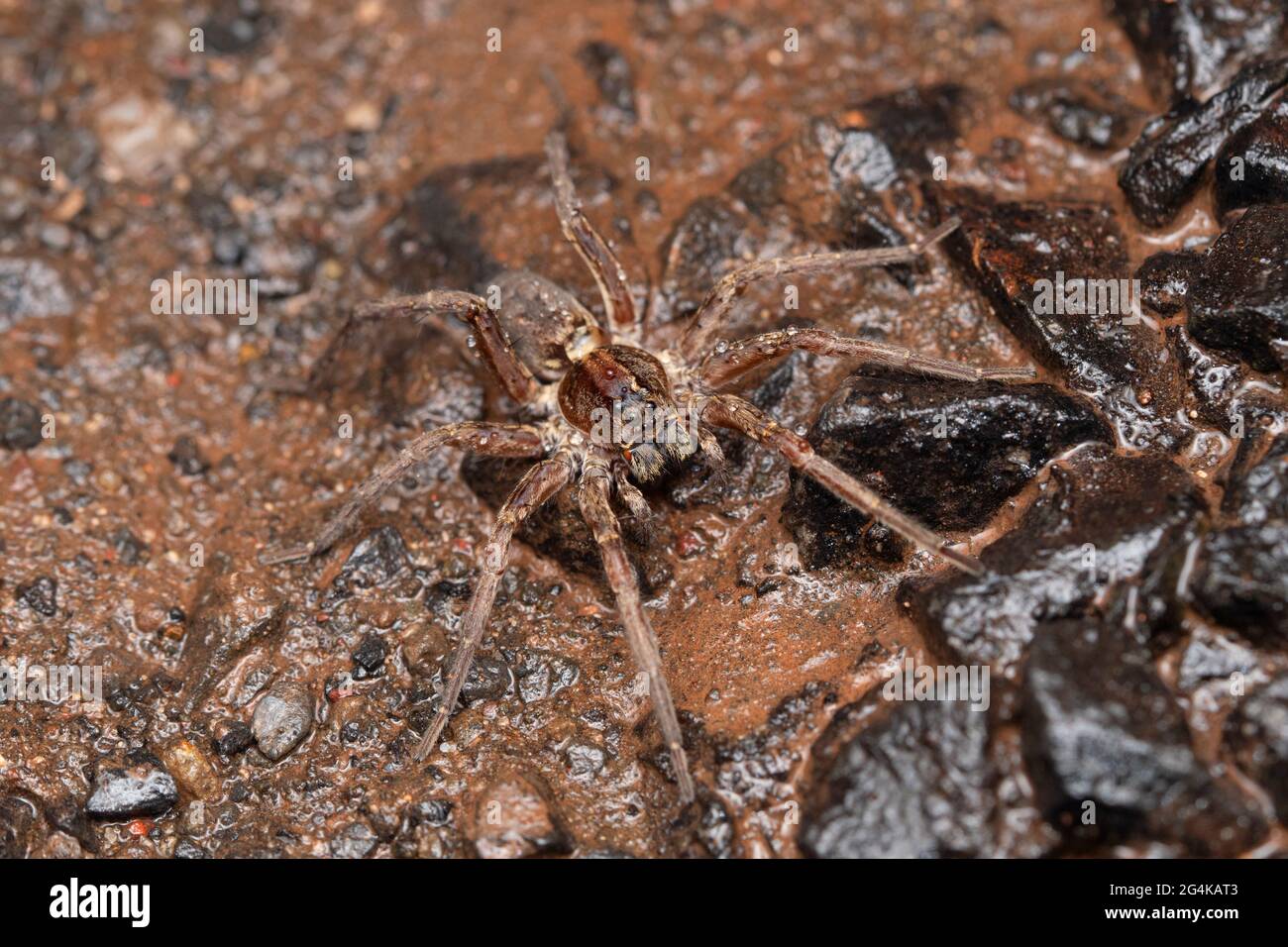 Wolf spider, Hogna radiata, Satara, Maharashtra, India Stock Photo - Alamy