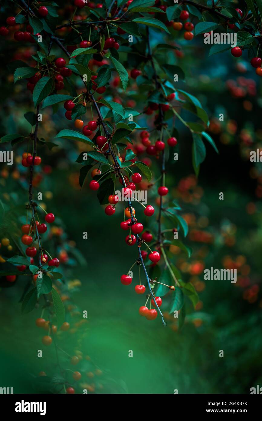 Glossy unripe red cherries hanging on a fruitful cherry tree branches ...