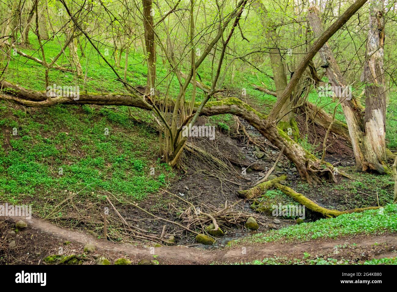 A small valley with broken old trees covered with moss and a small stream Stock Photo - Alamy
