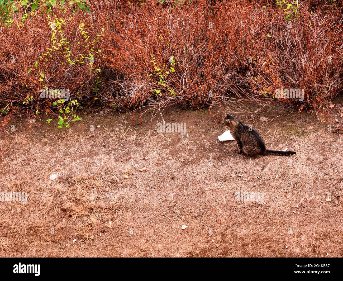 Cat sitting on a dry lawn near bushes Stock Photo - Alamy