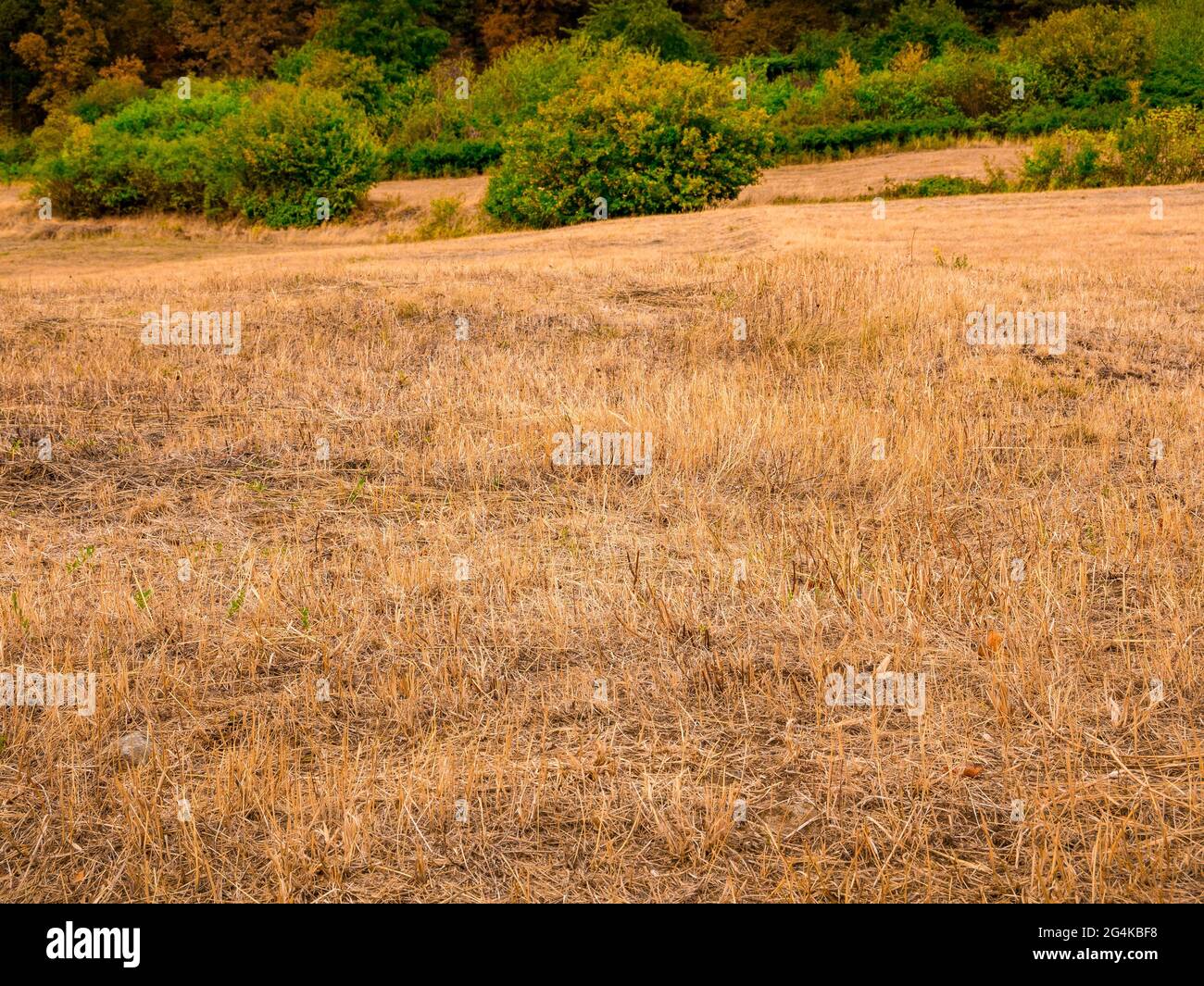 Tree dried sun due hi-res stock photography and images - Alamy