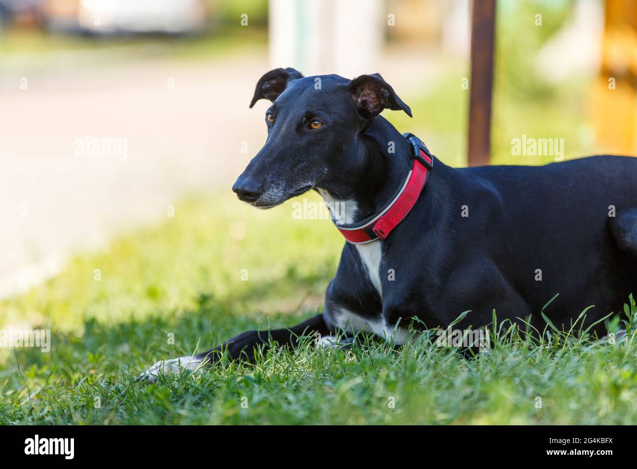 Posing greyhound hi-res stock photography and images - Alamy