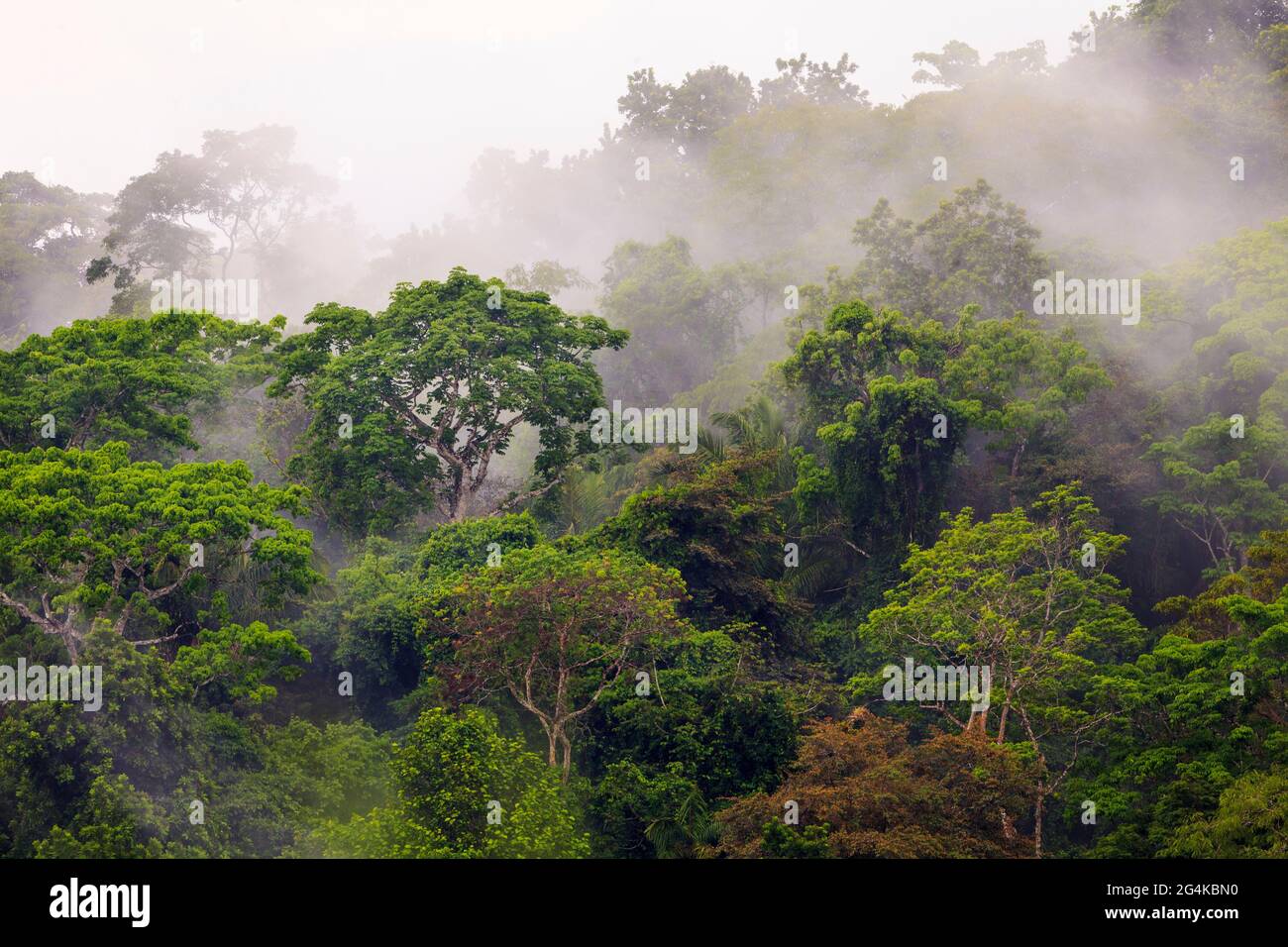 Panama landscape with misty and damp rainforest after rainfall in ...
