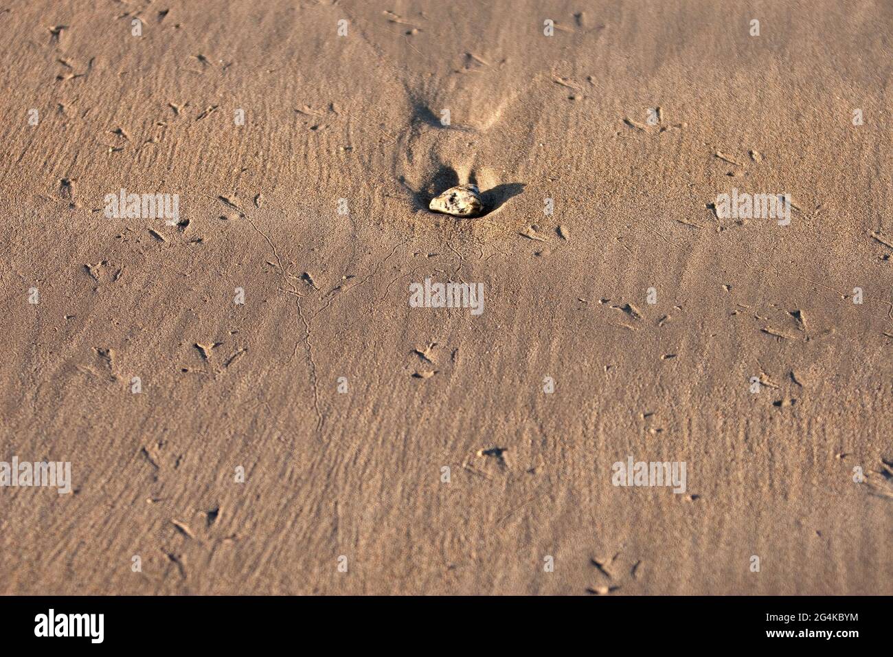 Seabird trace hi-res stock photography and images - Alamy