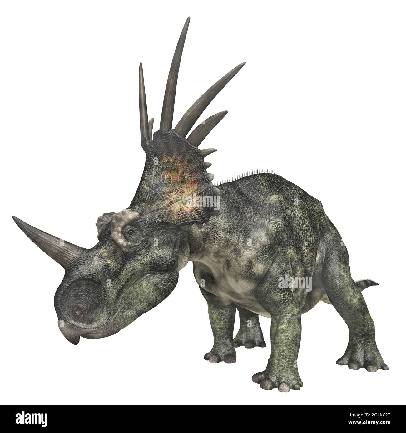 Dinosaur Styracosaurus isolated on white background Stock Photo - Alamy