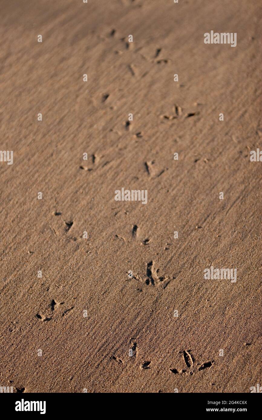 Seabird tracks left in wet and fine sand Stock Photo - Alamy