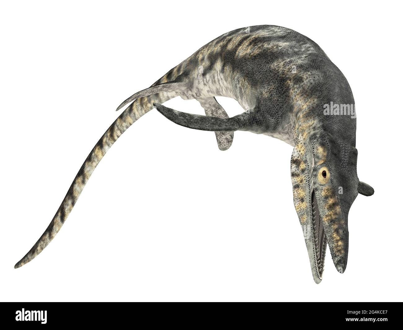 Mosasaur Tylosaurus isolated on white background Stock Photo - Alamy